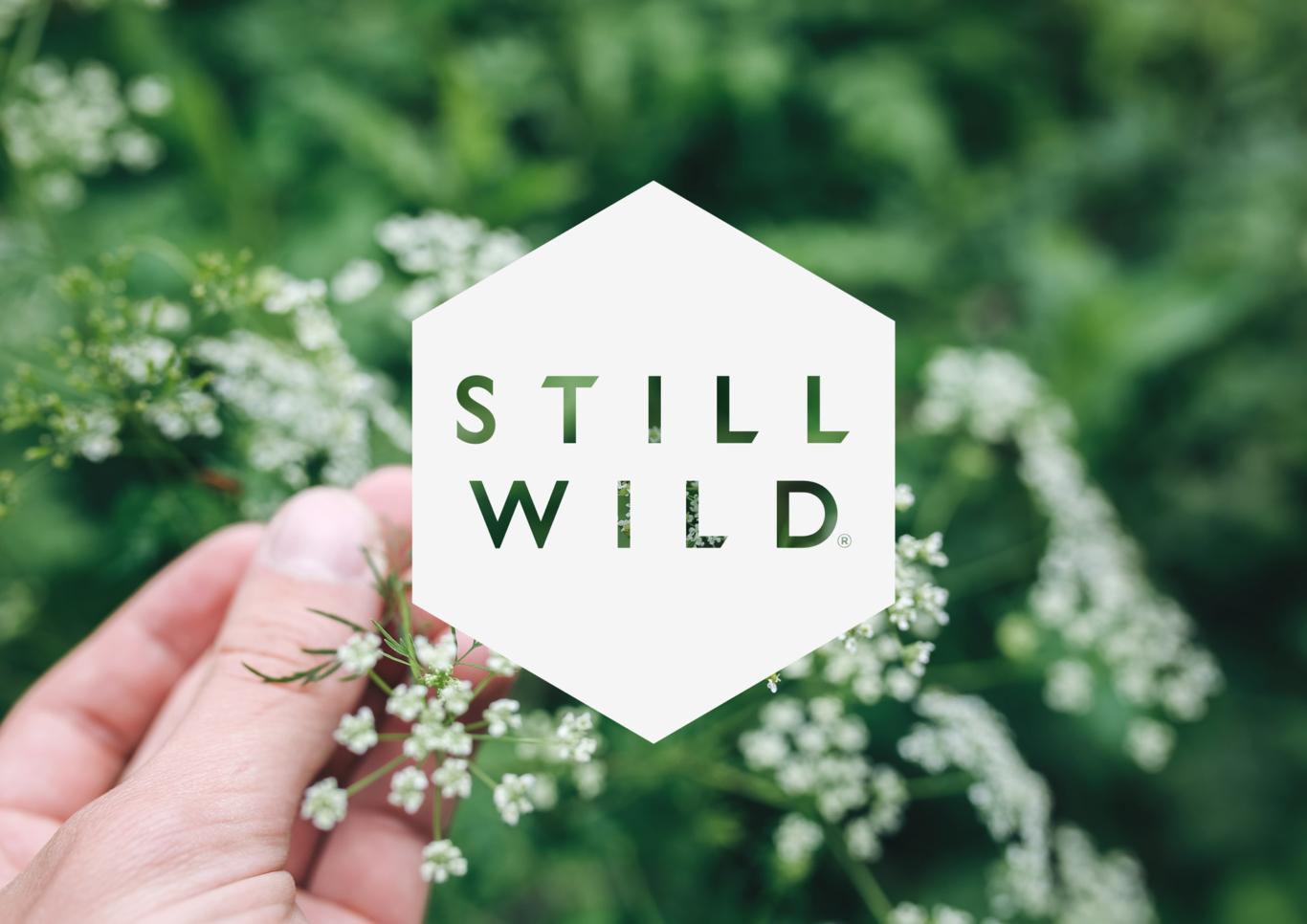 Still Wild Spirits Packaging Design | Drinks Packaging Design
